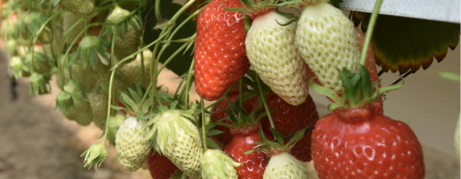 Fraises & Framboises - Marc Roussin